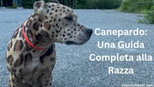 Canepardo: Una Guida Completa alla Razza – Country Boost